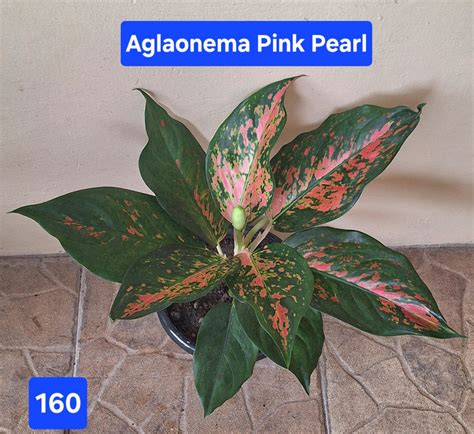 Assorted Plants Part 1 Furniture And Home Living Gardening Plants