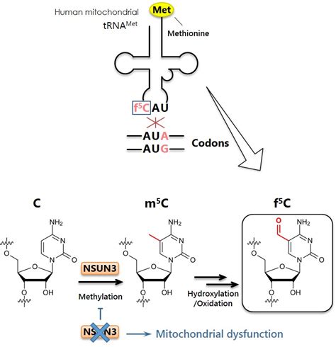 Methionine Codon