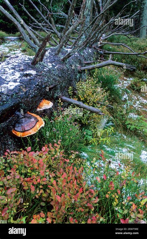 Red Banded Polypore Red Banded Polypore Grows On Conifer Trees And