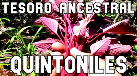 Quintonil La Planta Milagrosa De La Cocina Mexicana Actualizado Mayo