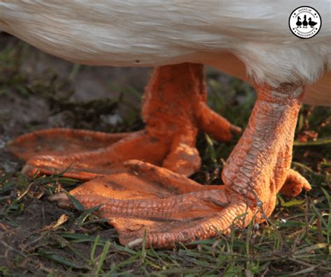 Duck Feet Facts Key Anatomical Features And Functional Adaptations