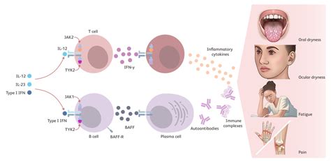 TYK Tyrosine Kinase Pathway