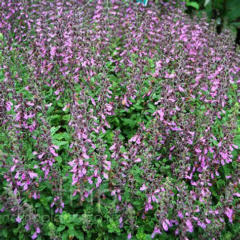 Teucrium Chamaedrys Wall Germander Information Pictures