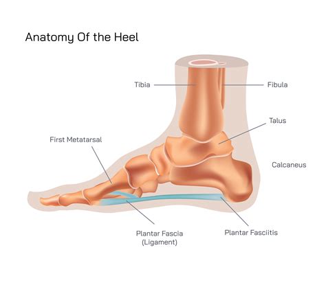 Anatomy Of The Heel Explained Structure Bones Muscles Tendons And