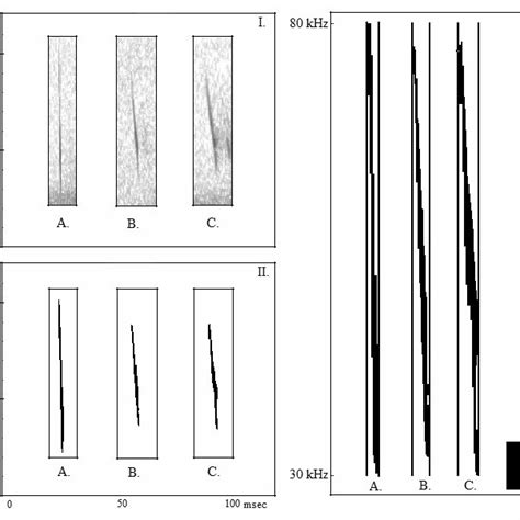 A Spectrogram Of The Frequency Modulating Echolocation Calls Of A Download Scientific Diagram