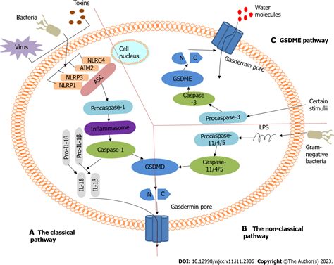 Pyroptosis And Its Role In Cancer
