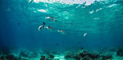 How Temperature Variations Impact Marine Life Lazy Seas⛱️