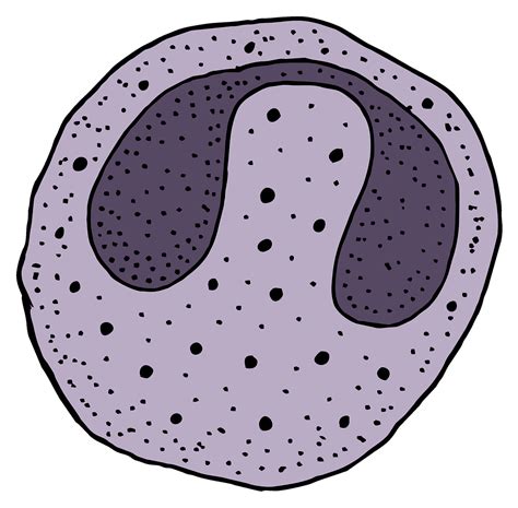 Lymphocytes Vs Leukocytes Difference And Comparison