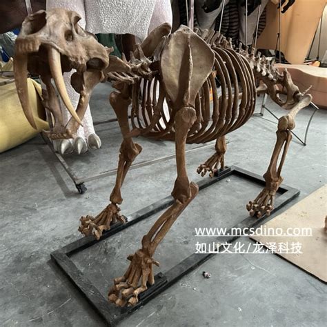 Decoration Saber Tooth Skeleton Replica Skr009
