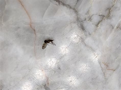 What Are These Flies R Whatsthisbug