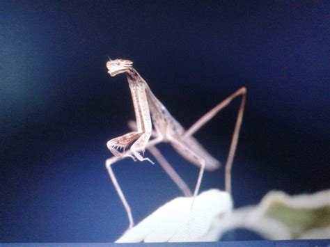 Deiphobe Sp Mantis Ni