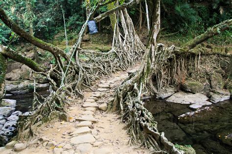 Charleston Daily Photo Living Root Bridges
