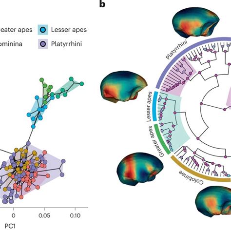 Macro Evolution Of Primate Brain Morphology And Covariation A Pc1pc2