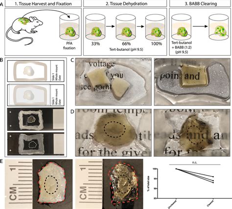A Schematic Of Modified Babb Tissue Clearing Protocol 1 Mouse