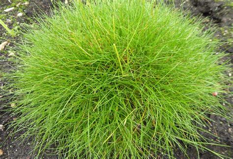 Festuca Gautieri Scoparia Guido Van De Steen