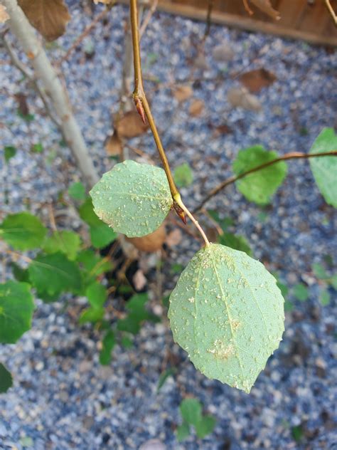 Aphid Infestation Ralbertagardening