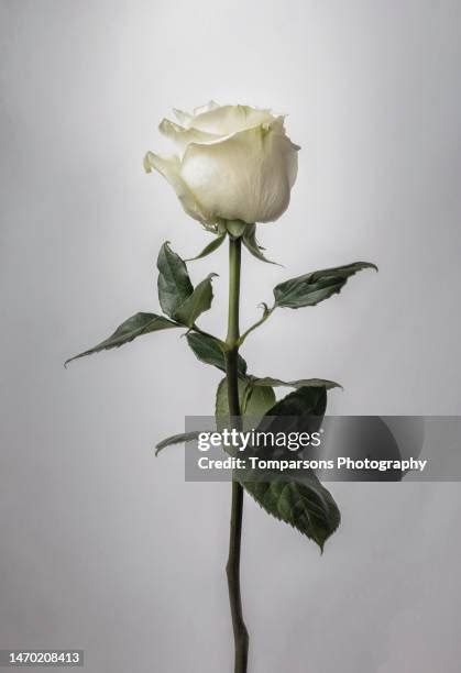 Single White Rose Photos And Premium High Res Pictures Getty Images