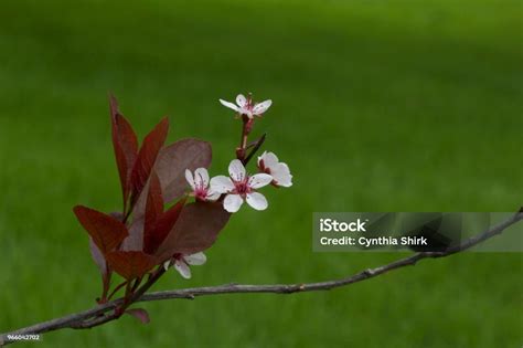 Bunga Putih Kecil Muncul Di Satu Cabang Semak Sakura Pasir Daun Ungu
