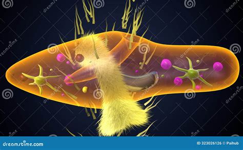 Paramecium Anatomy System 3d Illustration Royalty Free Stock Image 323026126