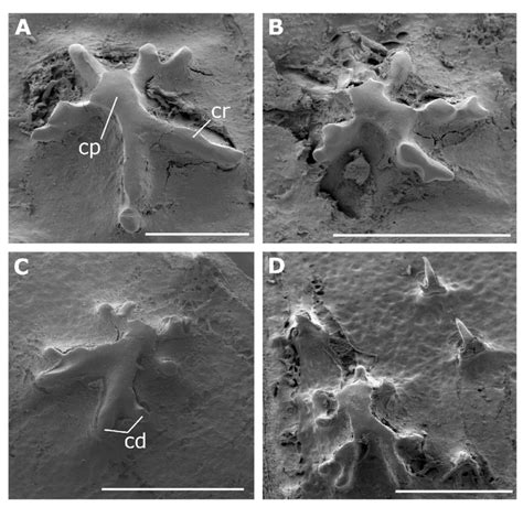 Dermal Denticles Under Scanning Electron Microscope Of Potamotrygon