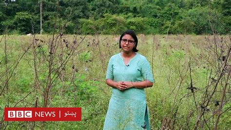 د هند مالوچ د هوا حالت کروندګر زيانمن کړي Bbc News پښتو