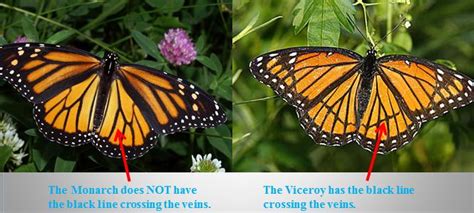 Identifying Monarchs The Magnificent Monarch Butterfly