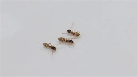 Group Of Ghost Ants On Blank Background