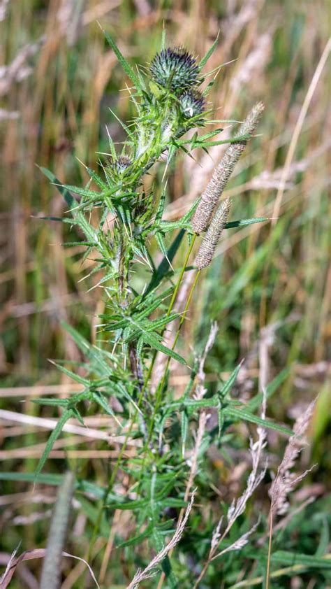 Bull Thistle Cirsium Vulgare [asteraceae Cardueae] Western