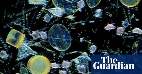 The Beauty Of Plankton In Pictures Environment The Guardian