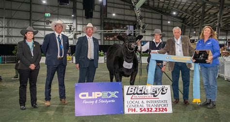 Angus Success Continues At Melbourne Angus Australia
