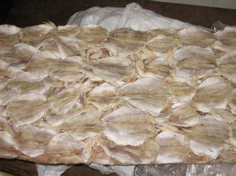 Frozen Threadfin Bream Suppliers Exporters On
