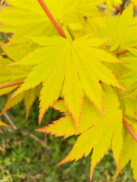 约旦红枫图片约旦枫树约旦图片文秘苑图库