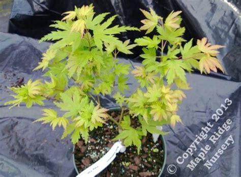 Acer Palmatum Tiny Tim Dwarf Japanese Maple Maple Ridge Nursery