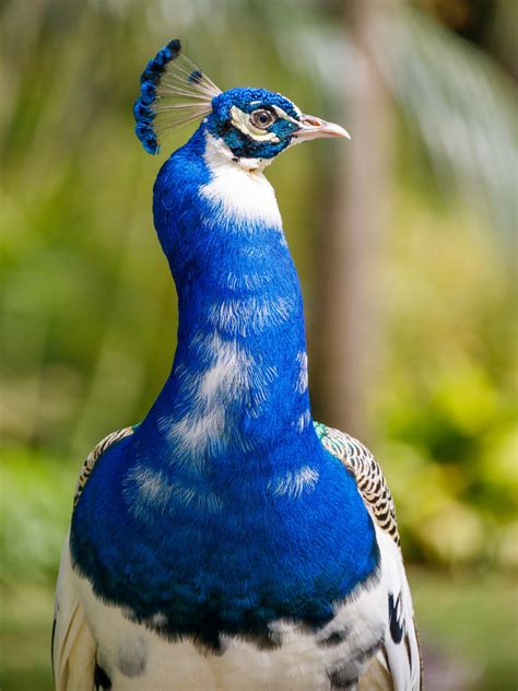Pavão Macho Foto Stock Gratuita Public Domain Pictures
