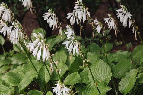 Hosta Plants With White Flowers Hosta Miss America Sugar Creek