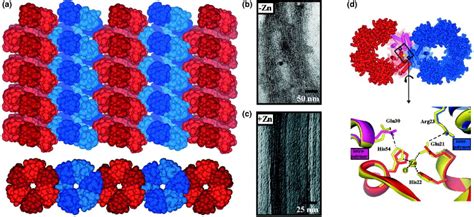 A Role For Zinc In Postsynaptic Density Assambly And Plasticity Trends In Biochemical Sciences