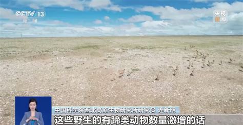 别再投喂！可可西里讨食的野狼越来越多，工作人员：最多时发现了12匹腾讯新闻