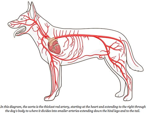 Artery Thrombosis And Thromboembolism In Cavalier King Charles Spaniels