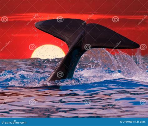 Whale Tail Sticking Out Of The Water The Tail Of A Huge Whale In The