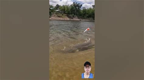 Aligator Fish Youtube