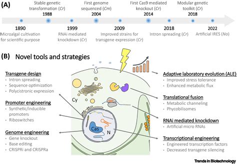 Molecular Design Of Microalgae As Sustainable Cell Factories Trends In