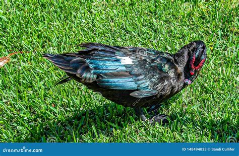 Muscovy Colors Stock Image Image Of Nature Colors 148494033
