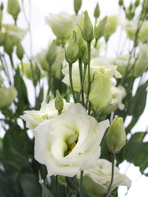Lisianthus Eustoma „rosita White“ Weiß Blumigo