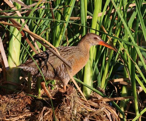 Ridgways Rail Rallus Obsoletus Levipes 19 Jun 2016 Ca La Flickr