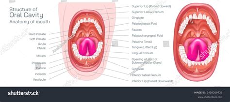 Parts Mouth Human Mouth Oral Cavity Stock Vector Royalty Free