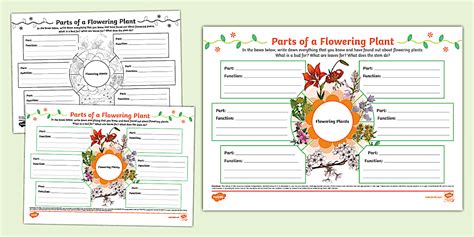 Functions Of A Flowering Plant Mind Map Teacher Made
