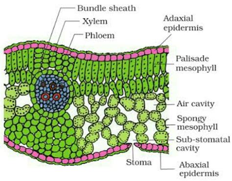 Draw And Label The Parts Of A Ts Of A Dicot Leaf