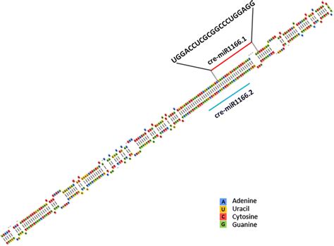 Stemloop Structure Of The Natural Cre Mir1166 Precursor A U C And