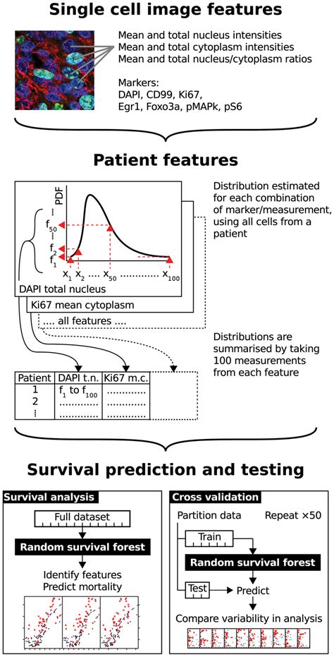 random survival forest analysis of biomarker image feature
