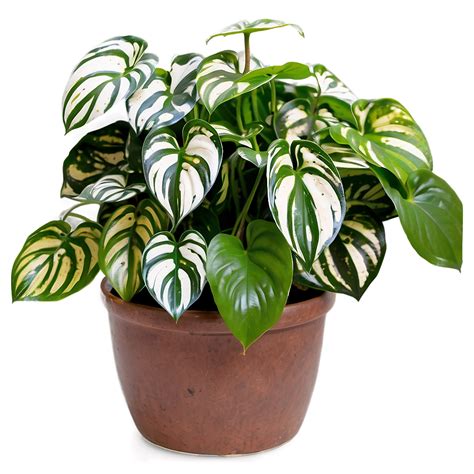 Download Satin Pothos Identification Guide Png 33